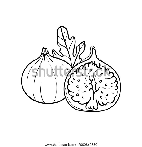 Fig Line Vector Illustration Detailed Food Stock Vector (Royalty Free ...