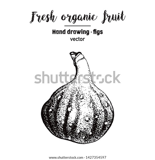 Figs Illustration Pen Drawing Hand Drawing Stock Vector (Royalty Free ...