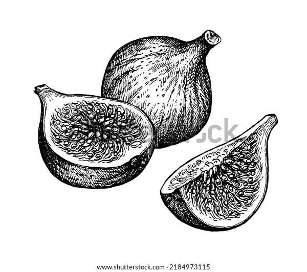 Figs Ink Sketch Hand Drawn Vector Stock Vector (Royalty Free ...