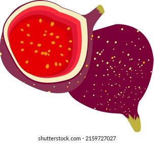 Figs Vector Isolated Illustration On White Stock Vector (Royalty Free ...
