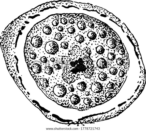 Figure Showing Formation Cyclospora Cayetanensis Eggcell Stock Vector ...
