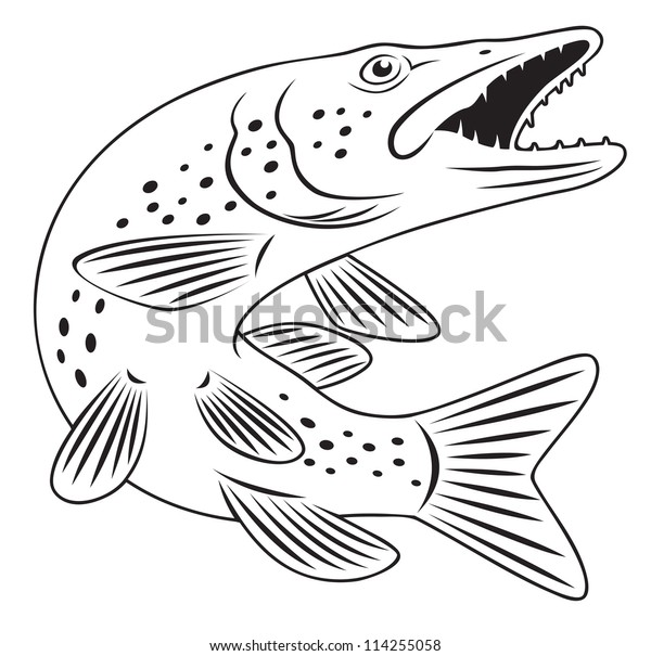 Figure Shows Pike Fish : image vectorielle de stock (libre de droits ...