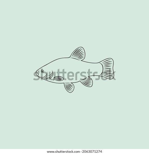 Figure Shows Tench Fish Stock Vector (Royalty Free) 2063071274 ...