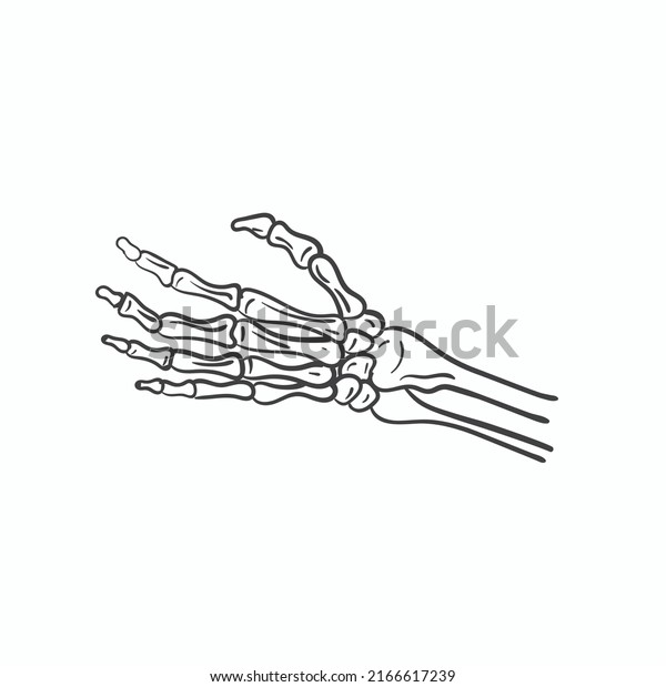 Finger Bone Illustration Human Anatomy Vector: เวกเตอร์สต็อก (ปลอดค่า ...