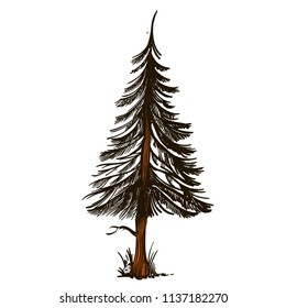 Fir Tree Hand Drawn Sketch Style Stock Vector (Royalty Free) 1137182270 ...