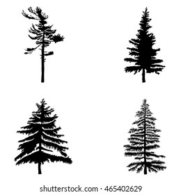 High Detail Vintage Illustration Grand Fir Stock Vector (Royalty Free ...