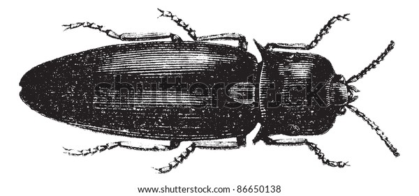 Fire Beetle Cucujo Pyrophorus Noctilucus Vintage Stock Vector (Royalty ...