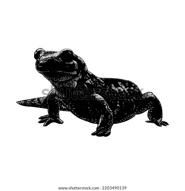 Fire Salamander Hand Drawing Vector Illustration Stock Vector (Royalty ...
