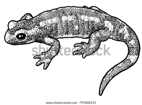 Fire Salamander Illustration Drawing Engraving Ink Stock Vector ...