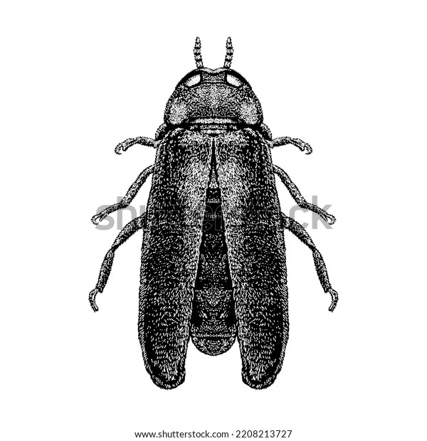 Firefly Hand Drawing Vector Illustration Isolated Stock Vector (Royalty ...