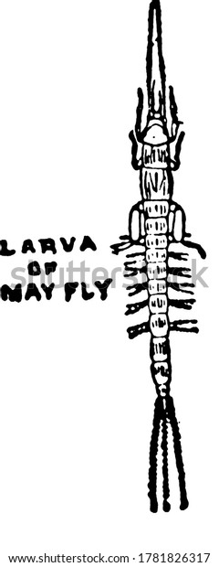 First Stage Life Mayfly Nymph Larva Stock Vector (Royalty Free ...