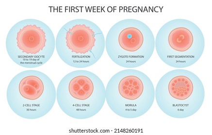 First Week Pregnancy Medical Vector Illustration Stock Vector (Royalty ...