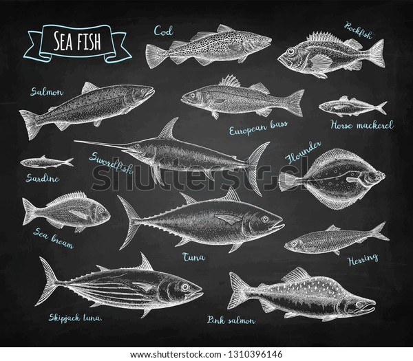 Fish Big Set Chalk Sketches Isolated: vetor stock (livre de direitos ...