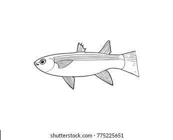 Fish Draw On White Background Stock Vector (Royalty Free) 775225651 ...