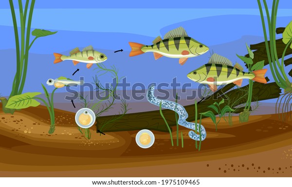 Fish life cycle. Sequence of stages of development of perch (Perca ...