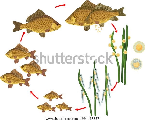 Fish Life Cycle Sequence Stages Development Stock Vector (Royalty Free ...