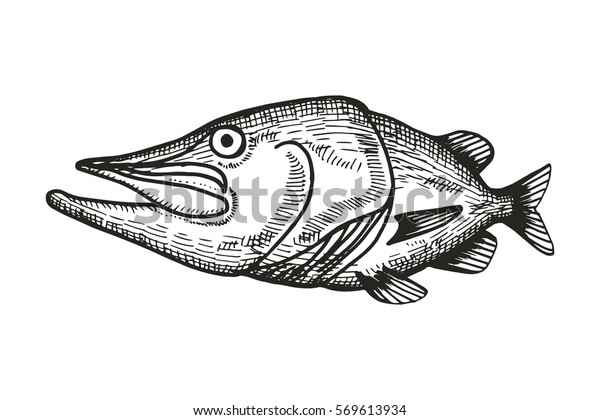 Fish Pike Cartoon Sketch Vector Illustration Stock Vector (Royalty Free ...