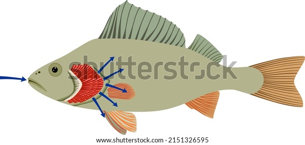 Fish Red Gills Isolated On White Stock Vector (Royalty Free) 2151326595 ...
