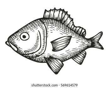 Whiting Fish Cartoon Sketch Vector Illustration: เวกเตอร์สต็อก (ปลอดค่า ...