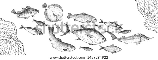 Fish Sketch Collection Hand Drawn Vector Stock Vector (Royalty Free ...