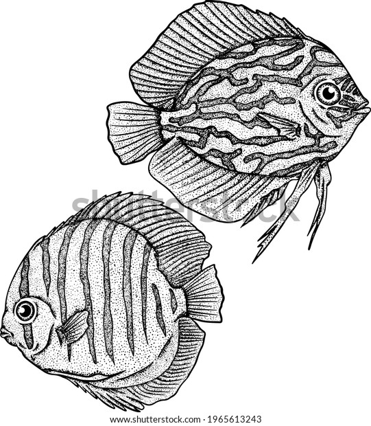 Fishing Discus Sketch Collection Hand Drawn Stock Vector (Royalty Free ...