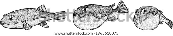 Fishing Puffer Fish Sketch Collection Hand Stock Vector (Royalty Free ...