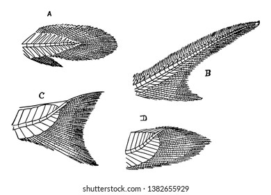 Fishtails Which Protocercal Fin Vintage Line Stock Vector (Royalty Free ...