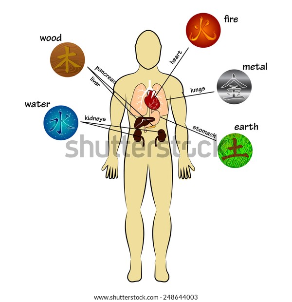 Five Elements Human Organs Stock Vector (Royalty Free) 248644003