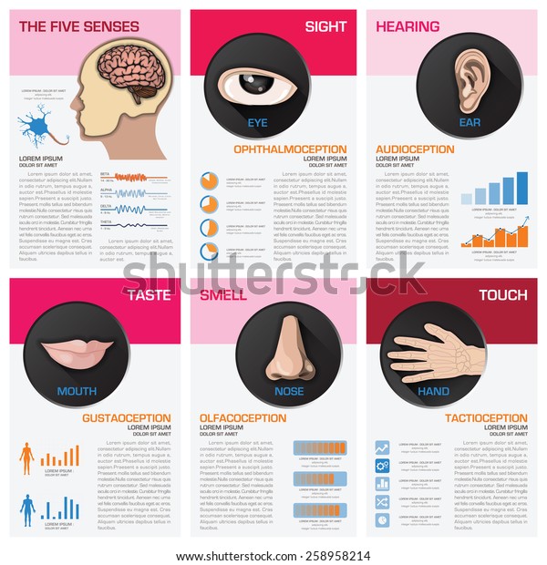 Five Senses Chart Diagram Infographic Infographic Stock Vector (Royalty ...