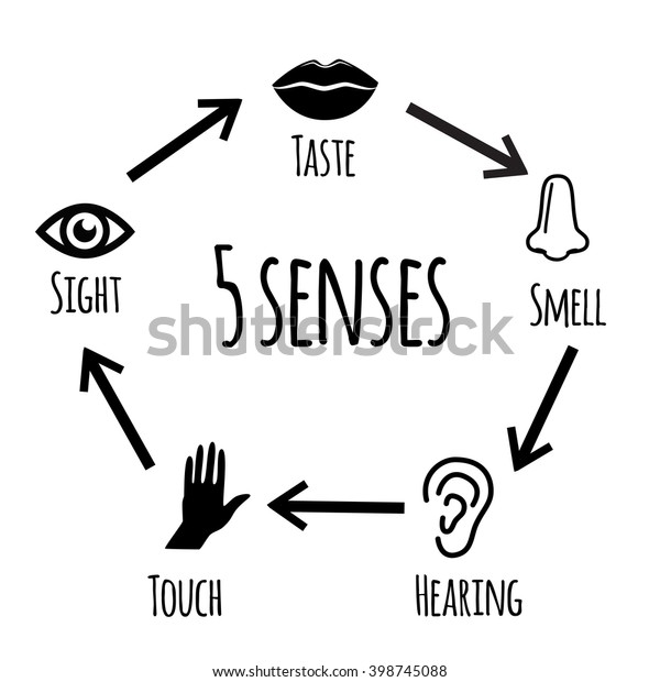 Five Senses Educational Illustration Vector Art 库存矢量图（免版税）398745088 ...