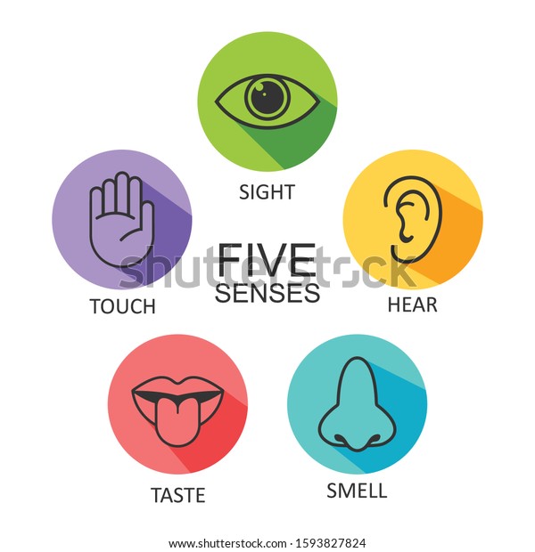 Five Senses Human Nervous System Icon: vector de stock (libre de ...