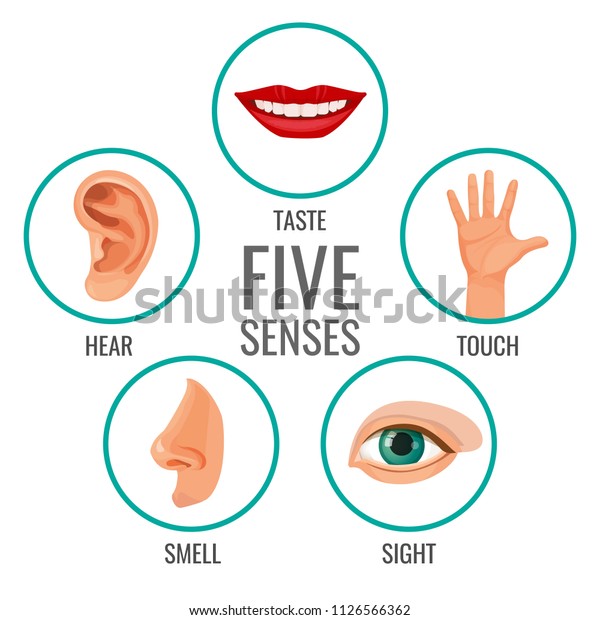 Five Senses Human Perception Poster Icons Stock Vector Royalty Free Five Senses Human Perception Poster Icons Stock Vector Royalty Free