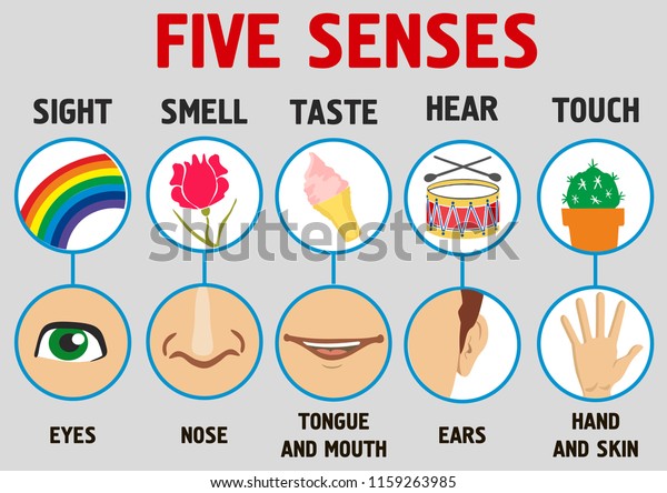 Five Senses Illustrations Sight Hear Smell: เวกเตอร์สต็อก (ปลอดค่า ...