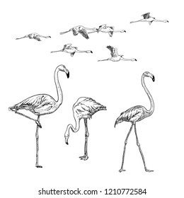 Flamingo Line Art Vector Stock Vector (Royalty Free) 1210772584 ...