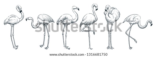 Flamingo Various Poses Vector Sketch Illustration Stock Vector (Royalty ...