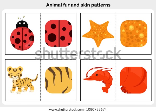 Flashcards Animal Fur Skin Pattern Worksheet Stock Vector (Royalty Free ...