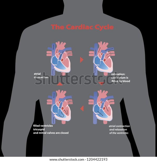Flat Cardiac Heart Cycle Human Body Stock Vector (Royalty Free ...