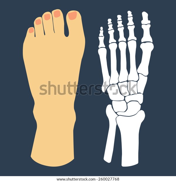 Flat Design Foot Foot Skeleton Vector Stock Vector (Royalty Free) 260027768
