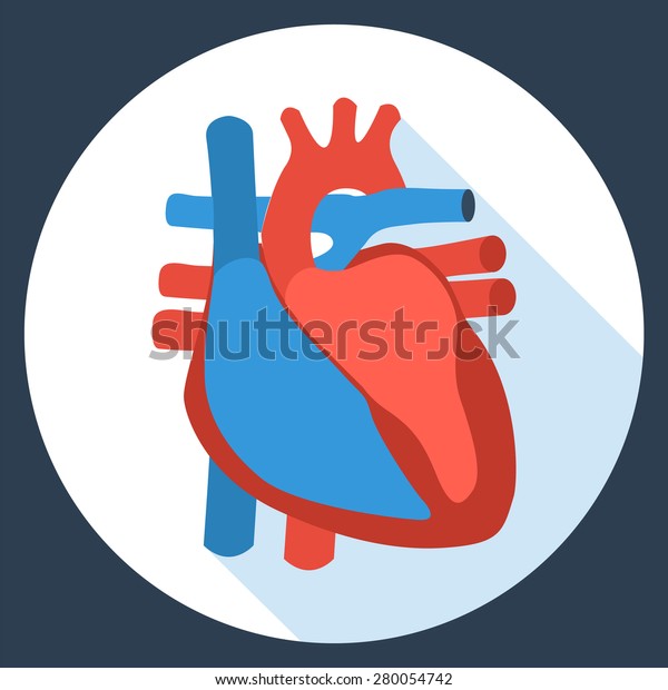 Flat design icon of anatomy of human heart. Vector illustration. Health ...