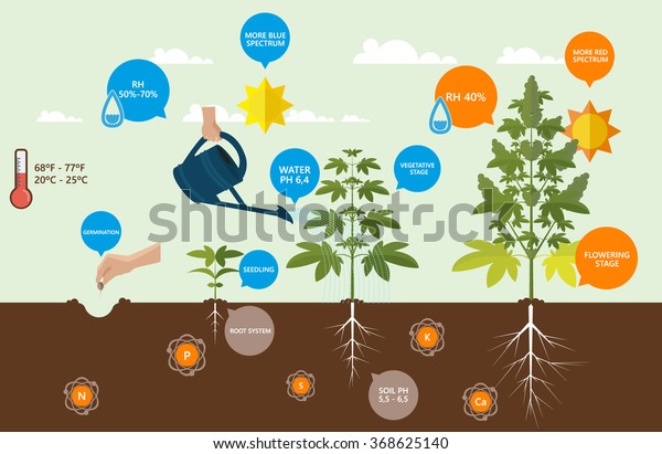 Flat Design Marijuana Growing Infographics Stock Vector (Royalty Free ...