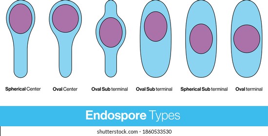 Endospore Images, Stock Photos & Vectors | Shutterstock