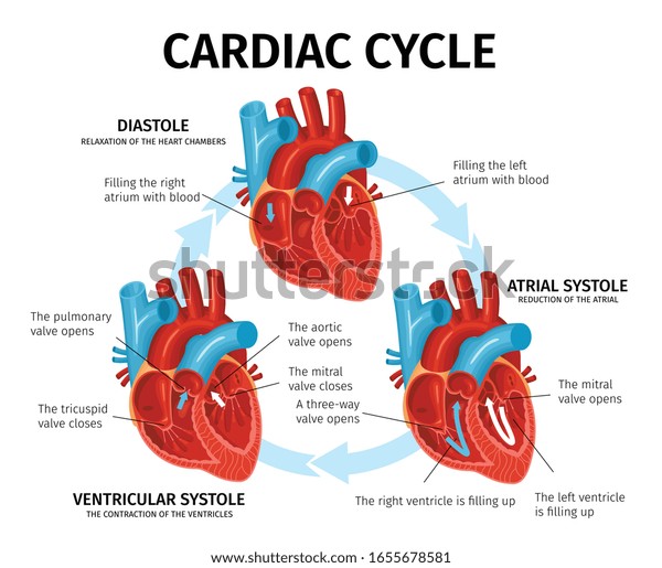 Flat Infographics Heart Anatomy Description Cardiac Stock Vector ...