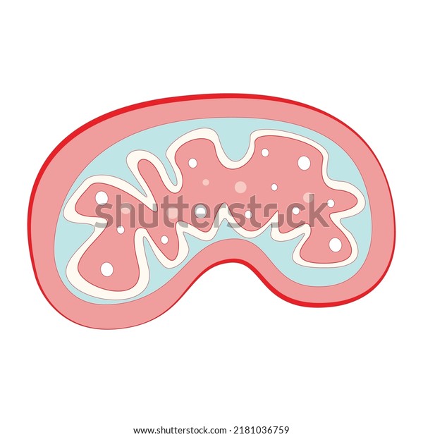 Flat Vector Illustration Mitochondria Stock Vector (Royalty Free ...