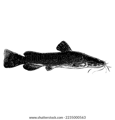 Flathead Catfish Drawing | Free download on ClipArtMag