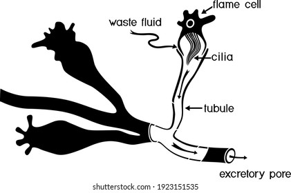 Flatworm Flame Cell Structure Element Excretory: เวกเตอร์สต็อก (ปลอดค่า ...