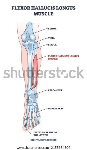 Flexor Hallucis Longus Muscle Human Leg Stock Vector Royalty Free