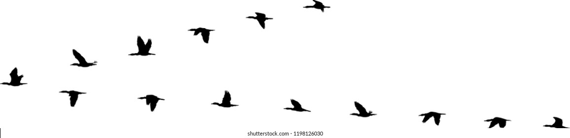 Flight Formation Birds V: vector de stock (libre de regalías ...