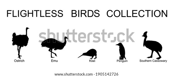 Flightless Birds Collection Vector Silhouette Illustration Stock Vector ...