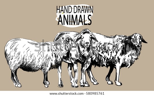 Flock Sheep Drawing By Hand Vintage Stock Vector (Royalty Free ...