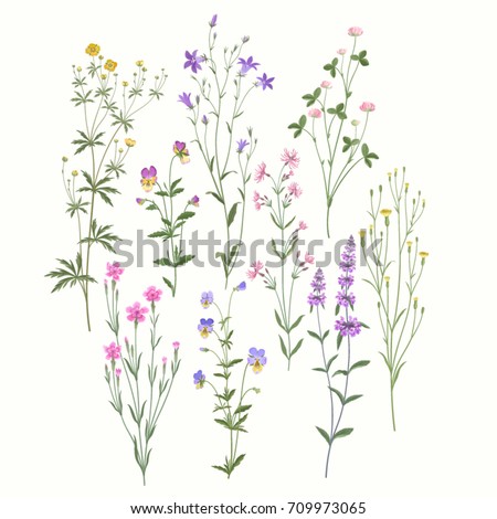 Floral Set Meadow Flowers Stock Vector (Royalty Free) 709973065 ...